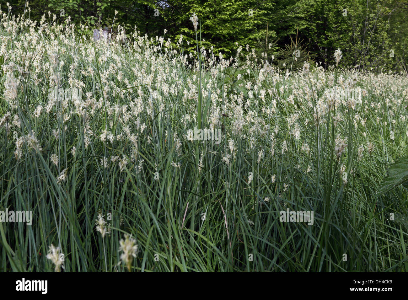 Carex brizoides, Alpine grass Stock Photo - Alamy