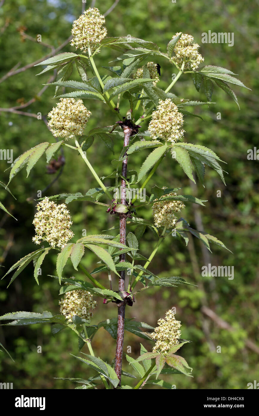Sambucus racemosa, Red Elderberry Stock Photo - Alamy