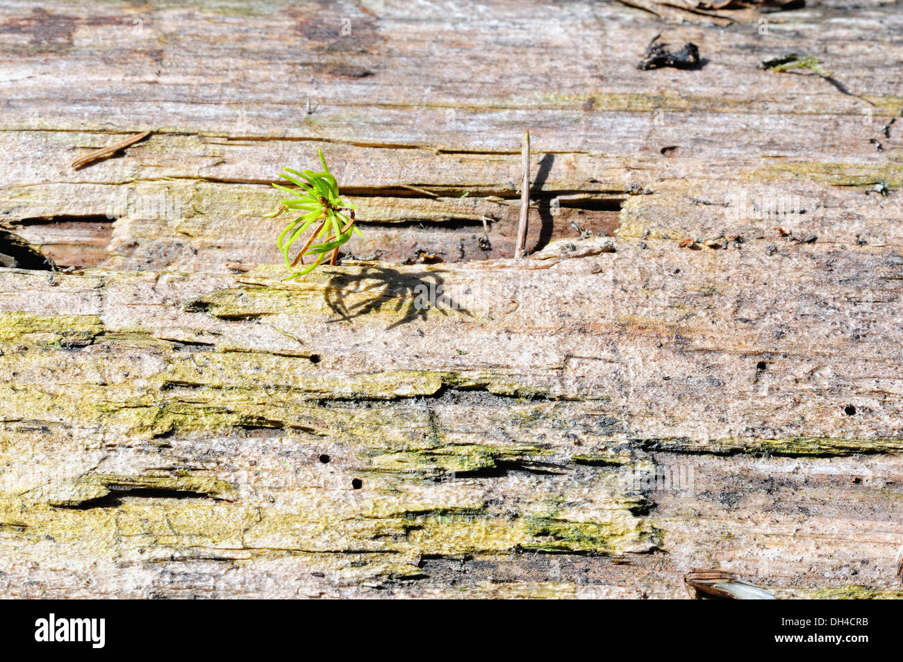 the old wood and spruce seedling Stock Photo - Alamy