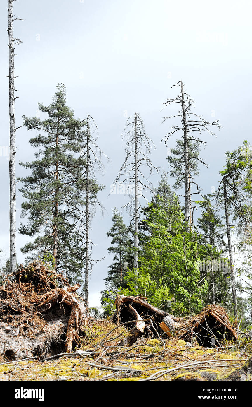 Nature Conservation and Forestry Stock Photo - Alamy