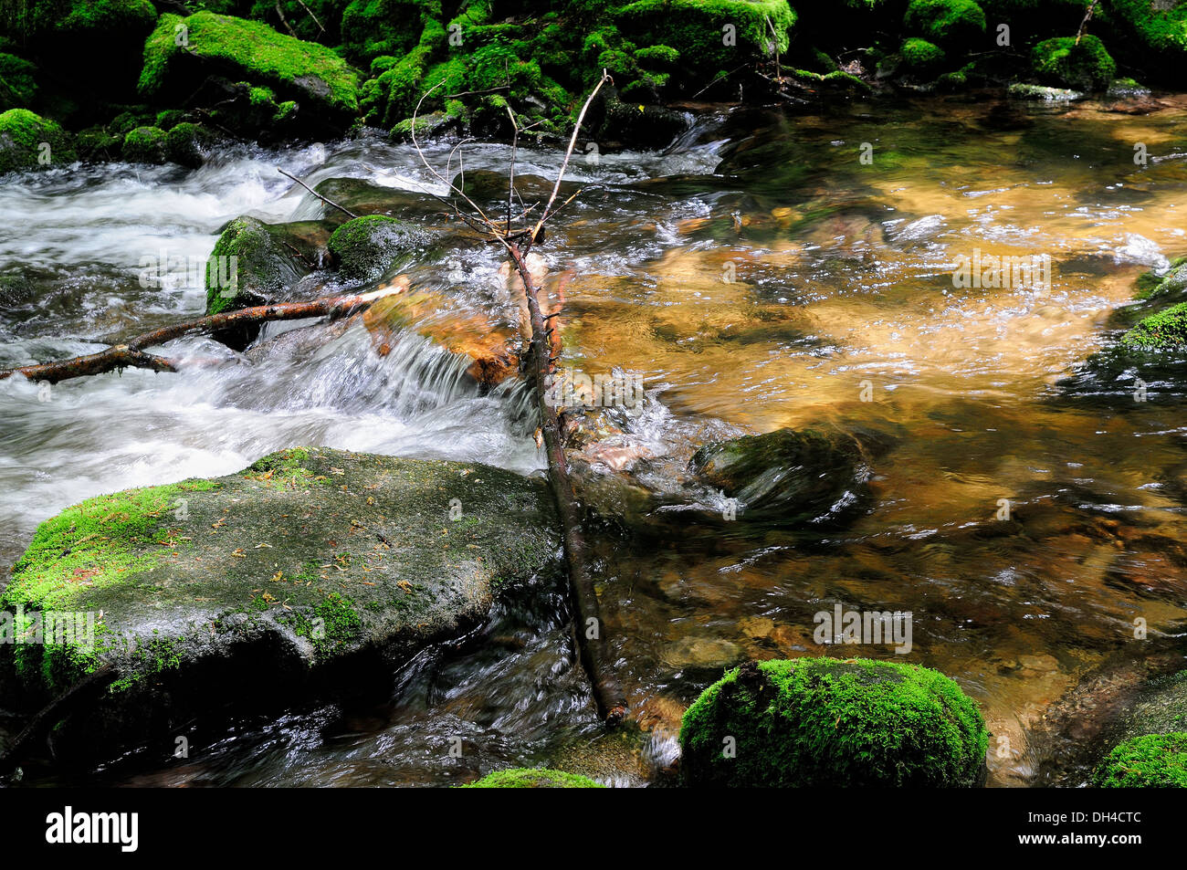 Tree barriers hi-res stock photography and images - Alamy