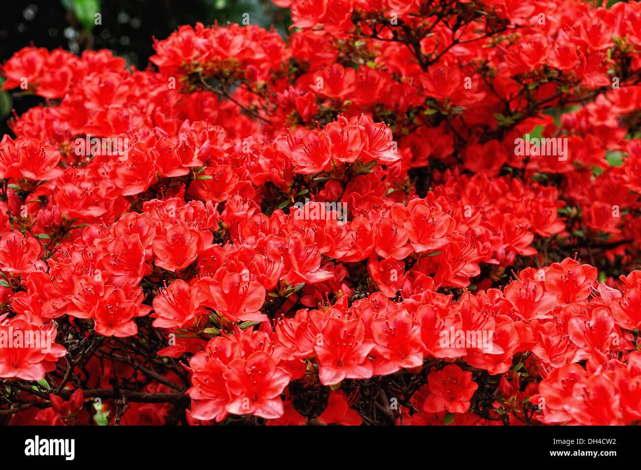 red azaleas with open flowers Stock Photo - Alamy