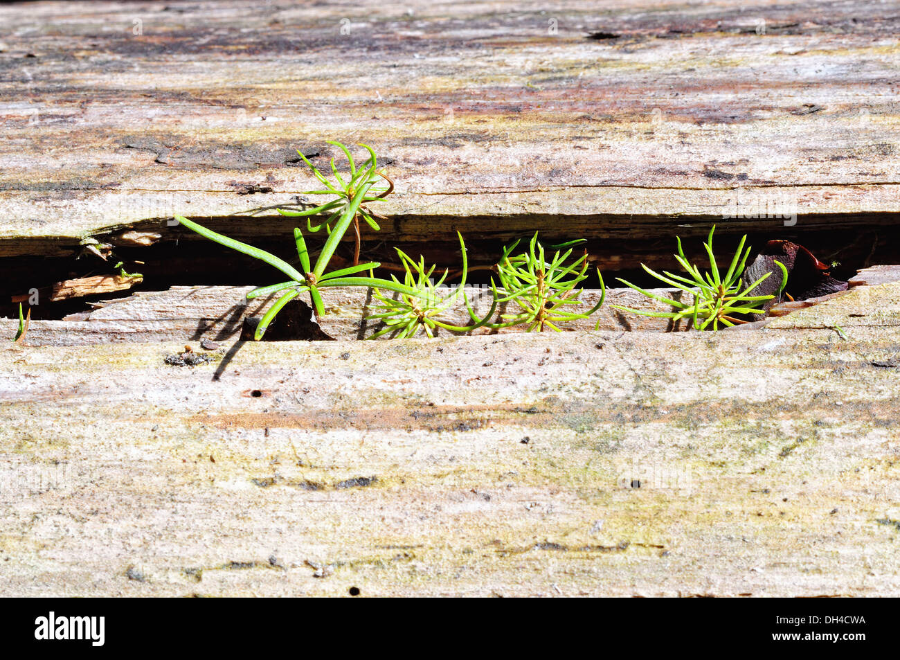 Live fir tree hi-res stock photography and images - Alamy