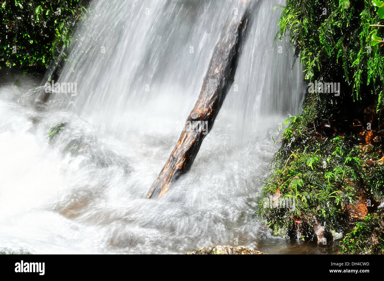 Waterfall and tree trunk Stock Photo - Alamy