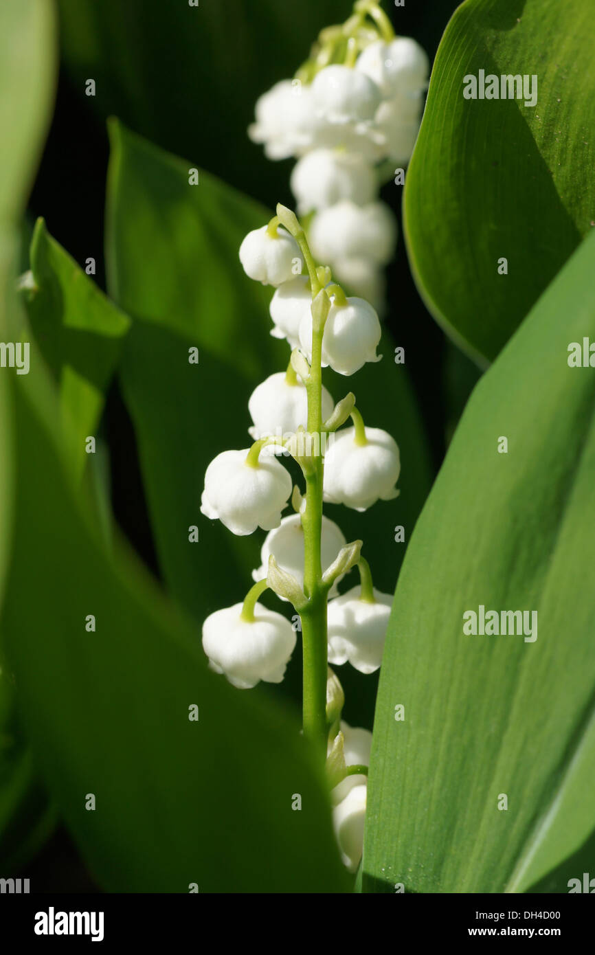 Lily of the Valey Stock Photo - Alamy
