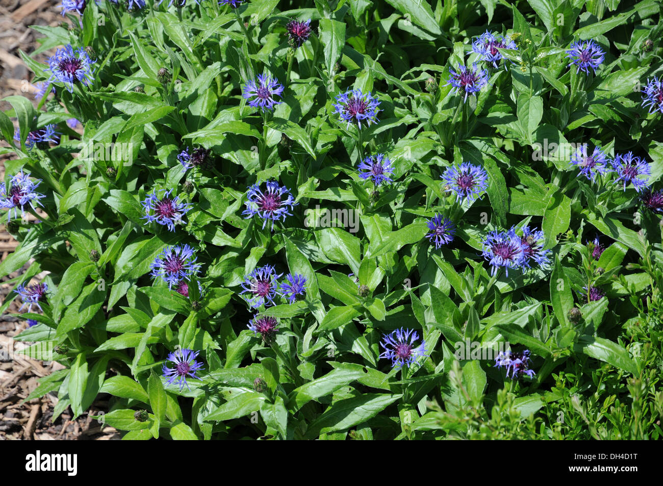Mountain cornflowers hi-res stock photography and images - Alamy