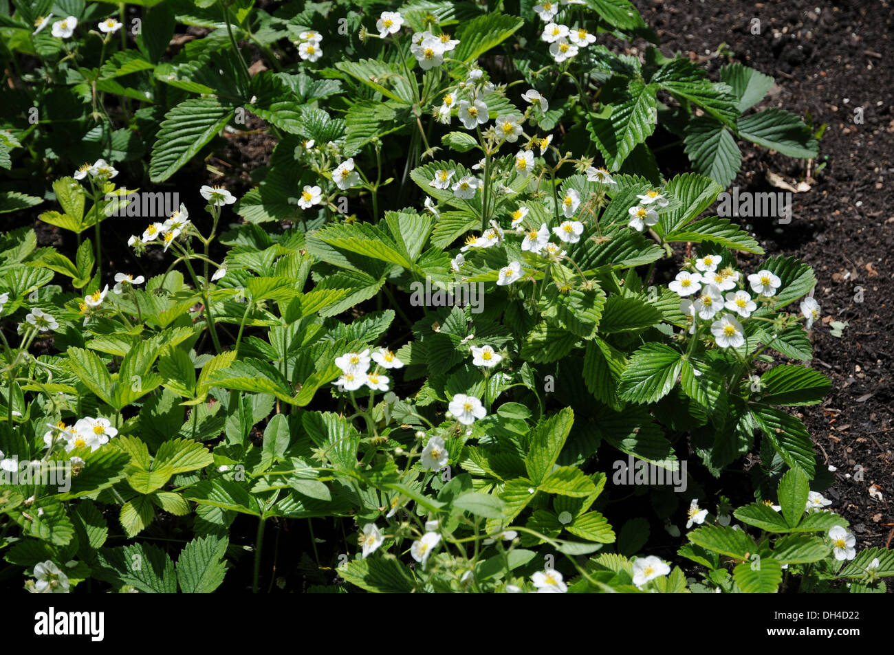 Moschuserdbeeren hi-res stock photography and images - Alamy