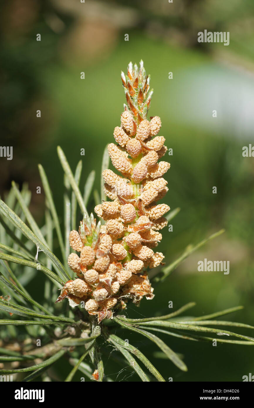 Scots Fir High Resolution Stock Photography and Images - Alamy