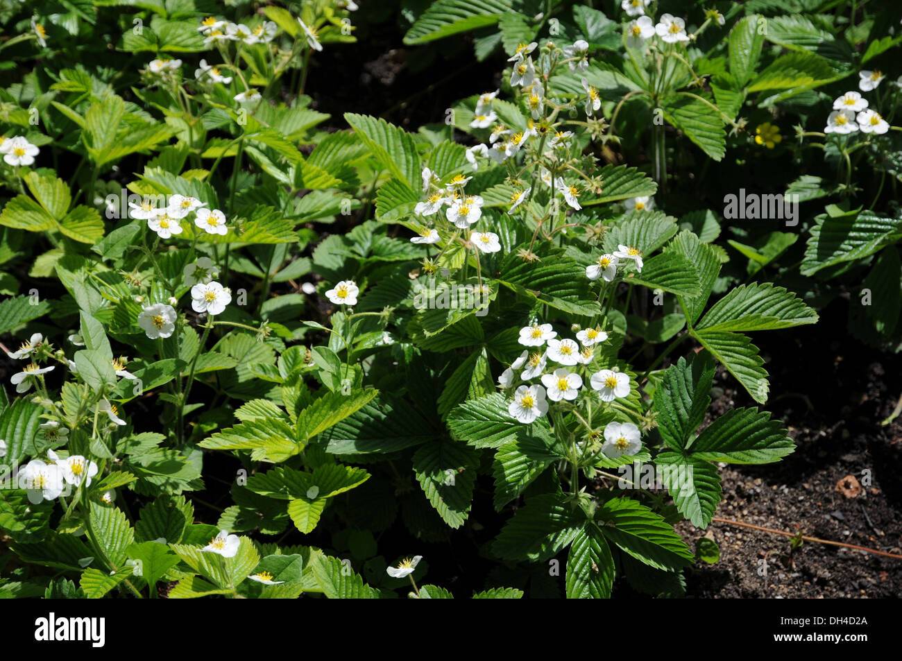 Musk strawberries hi-res stock photography and images - Alamy