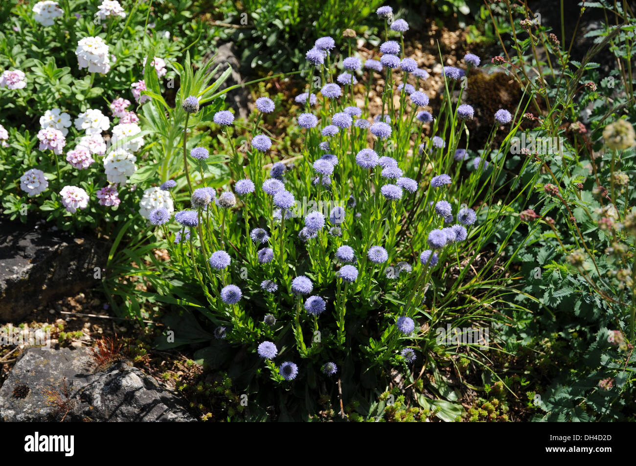 Punctata globularia hi-res stock photography and images - Alamy
