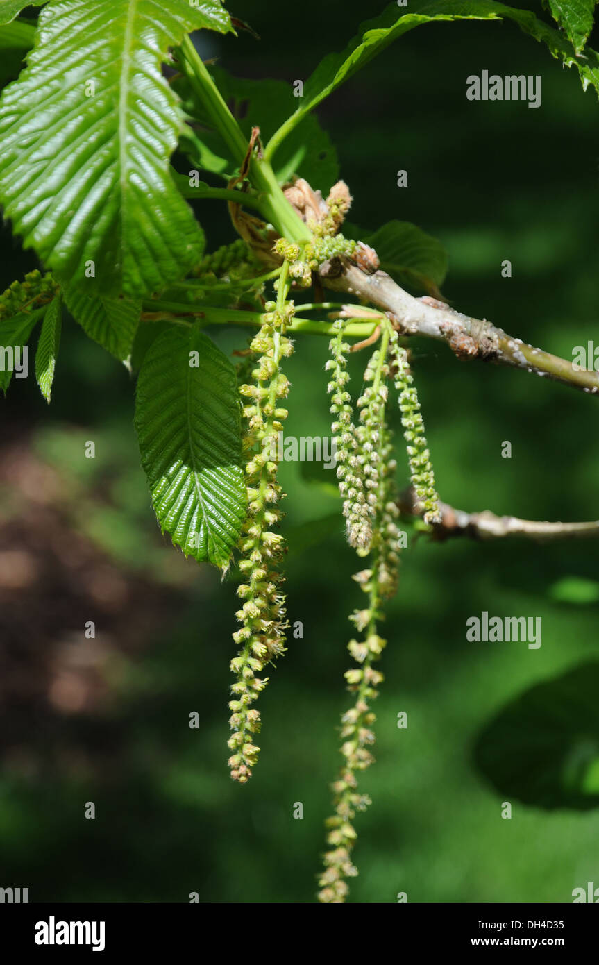 Armenian oak quercus pontica hi-res stock photography and images - Alamy