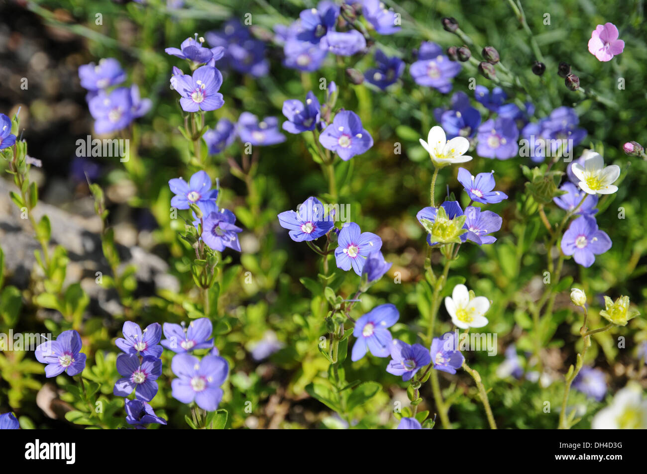 Rock speedwell veronica fruticans hi-res stock photography and images ...