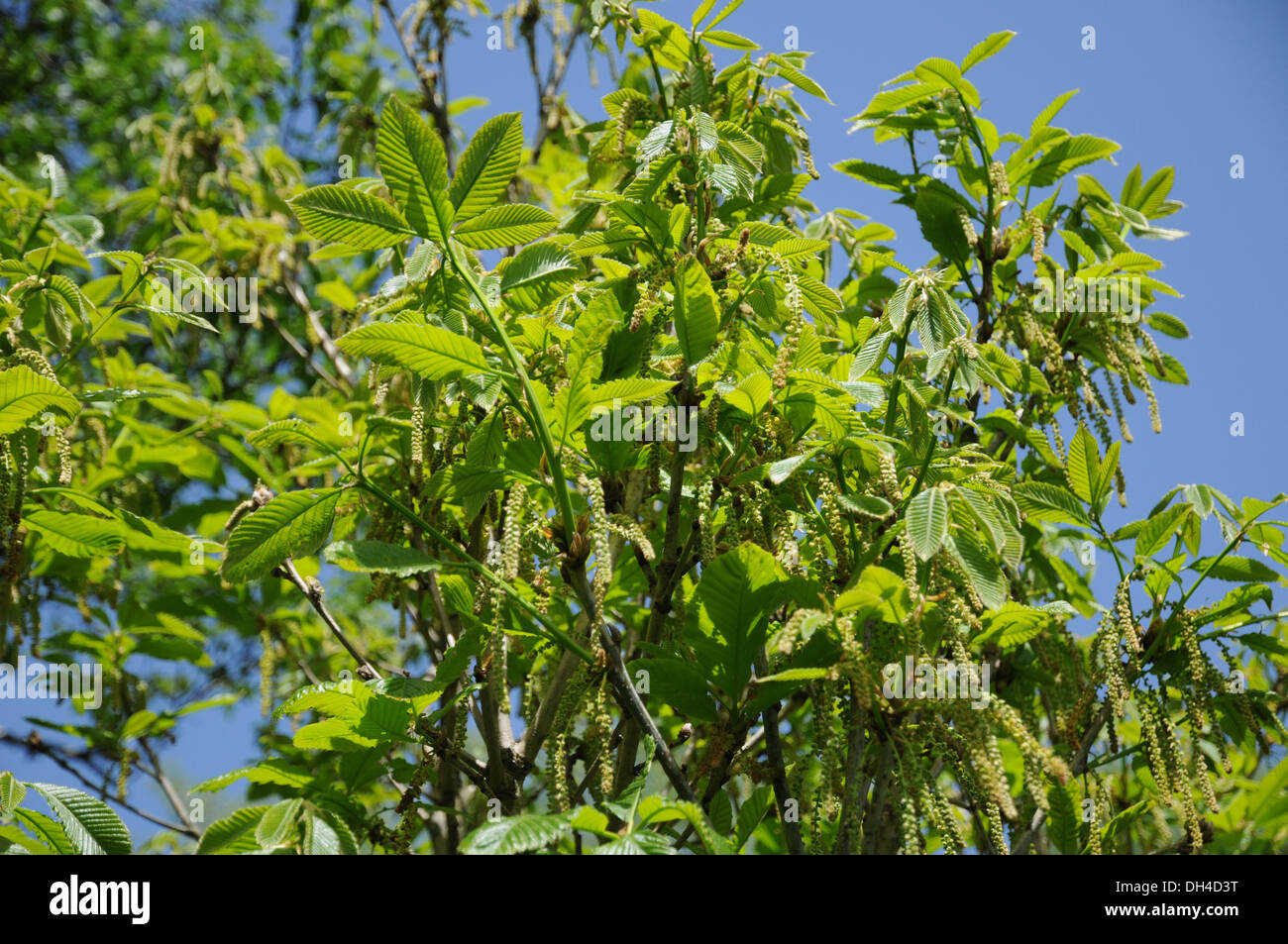 Armenian oak quercus pontica hi-res stock photography and images - Alamy