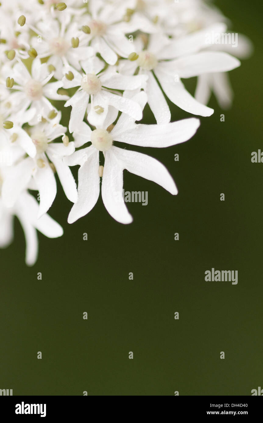 Head creative open hi-res stock photography and images - Alamy