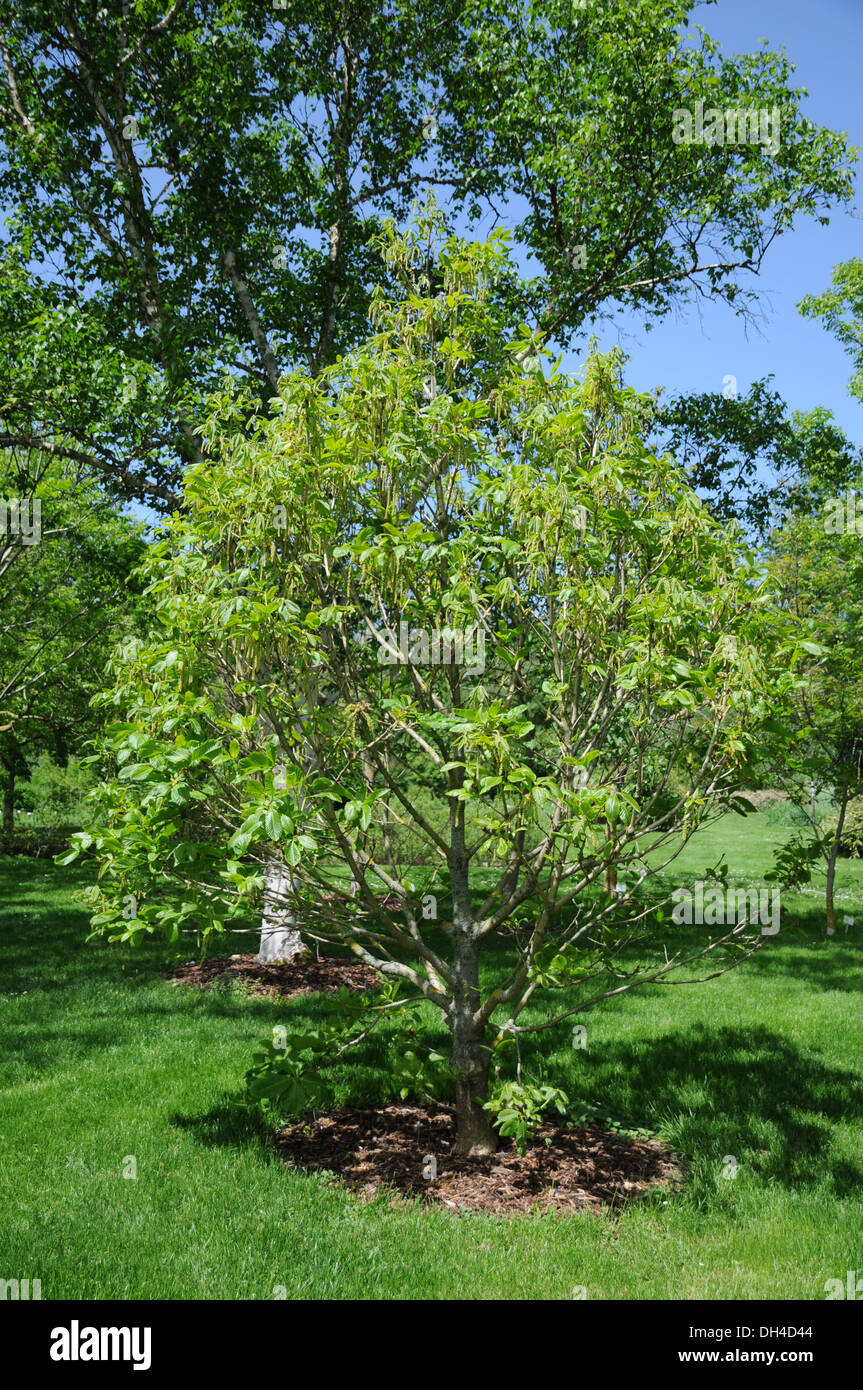 Armenian oak quercus pontica hi-res stock photography and images - Alamy