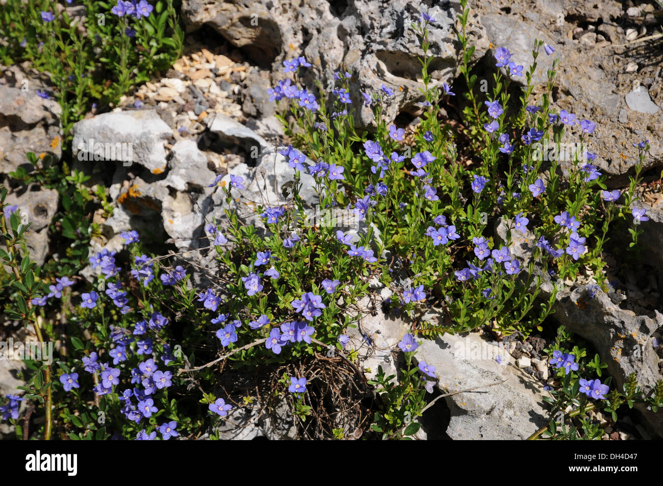 Rock speedwell veronica fruticans hi-res stock photography and images ...