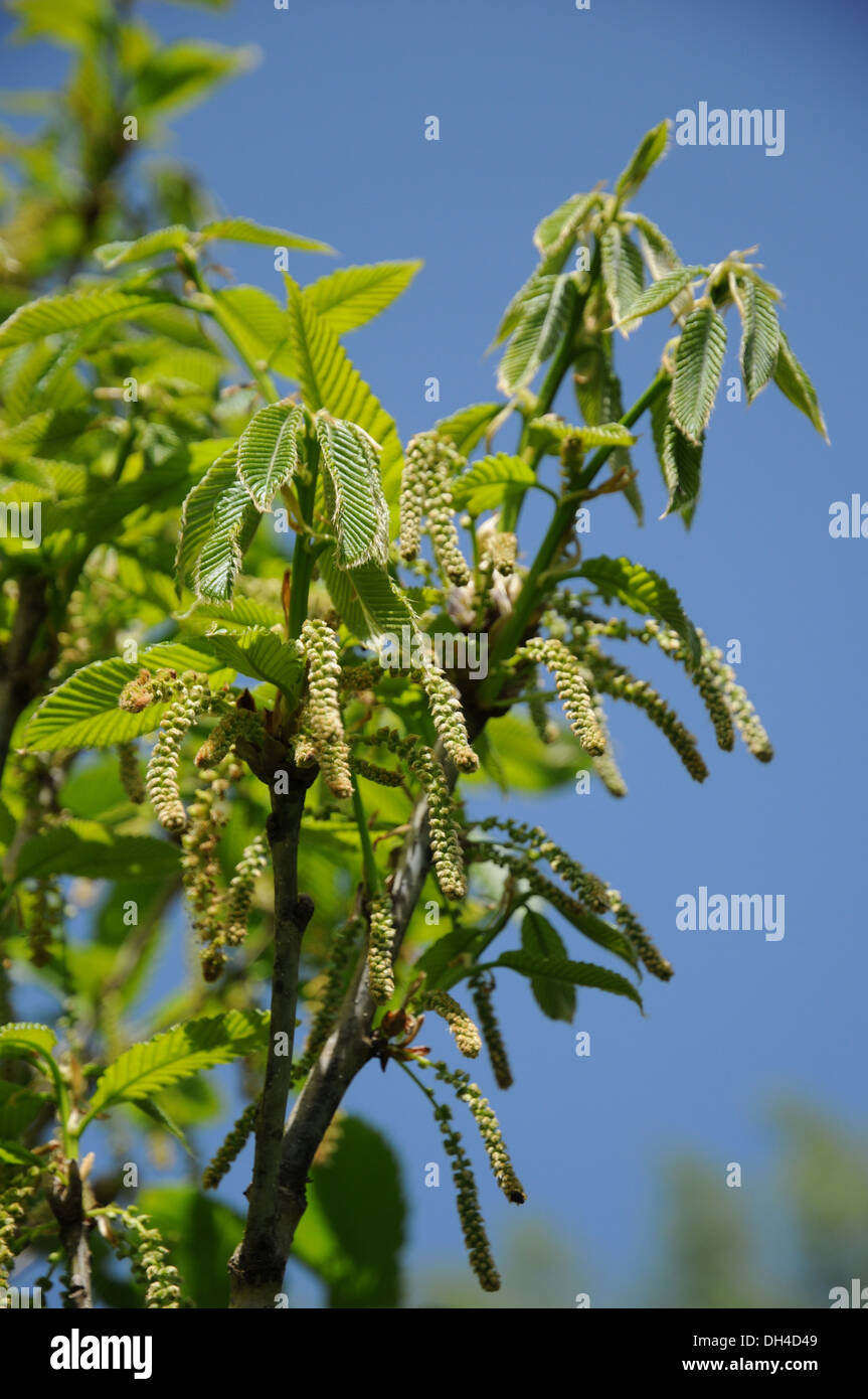 Armenian oak quercus pontica hi-res stock photography and images - Alamy