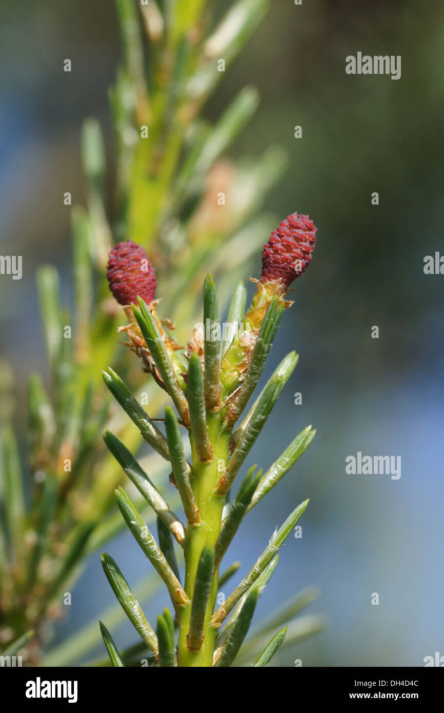 Scots fir hi-res stock photography and images - Alamy