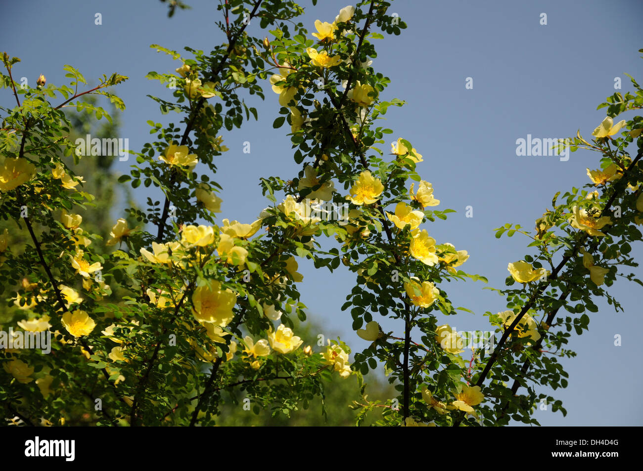 Chinese golden rose hi-res stock photography and images - Alamy