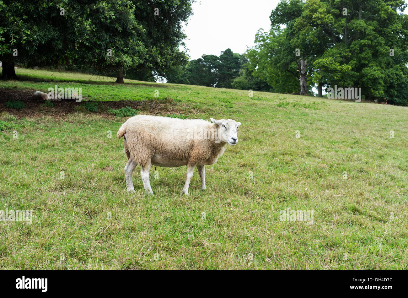 Devon sheep hi-res stock photography and images - Alamy