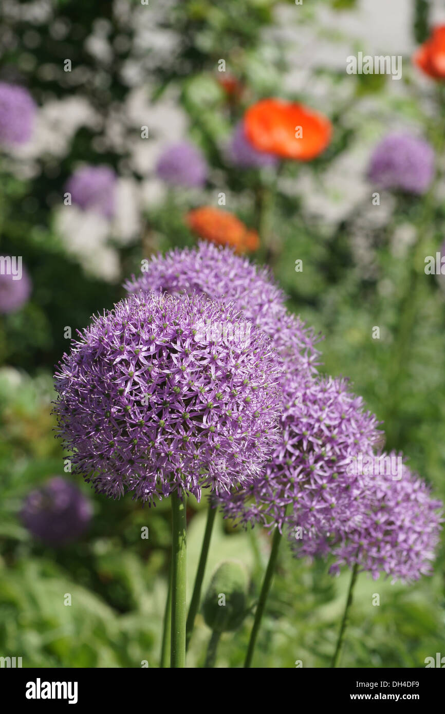 Giant leek hi-res stock photography and images - Alamy