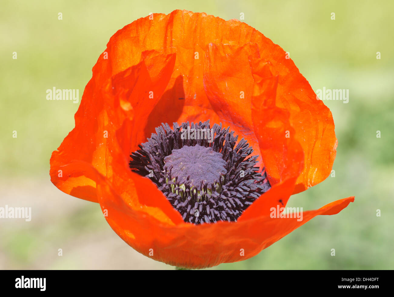 Orientalischer mohn hi-res stock photography and images - Alamy