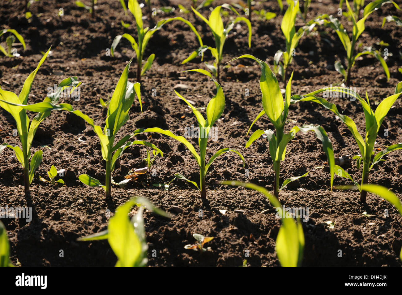 Maize seedling hi-res stock photography and images - Alamy