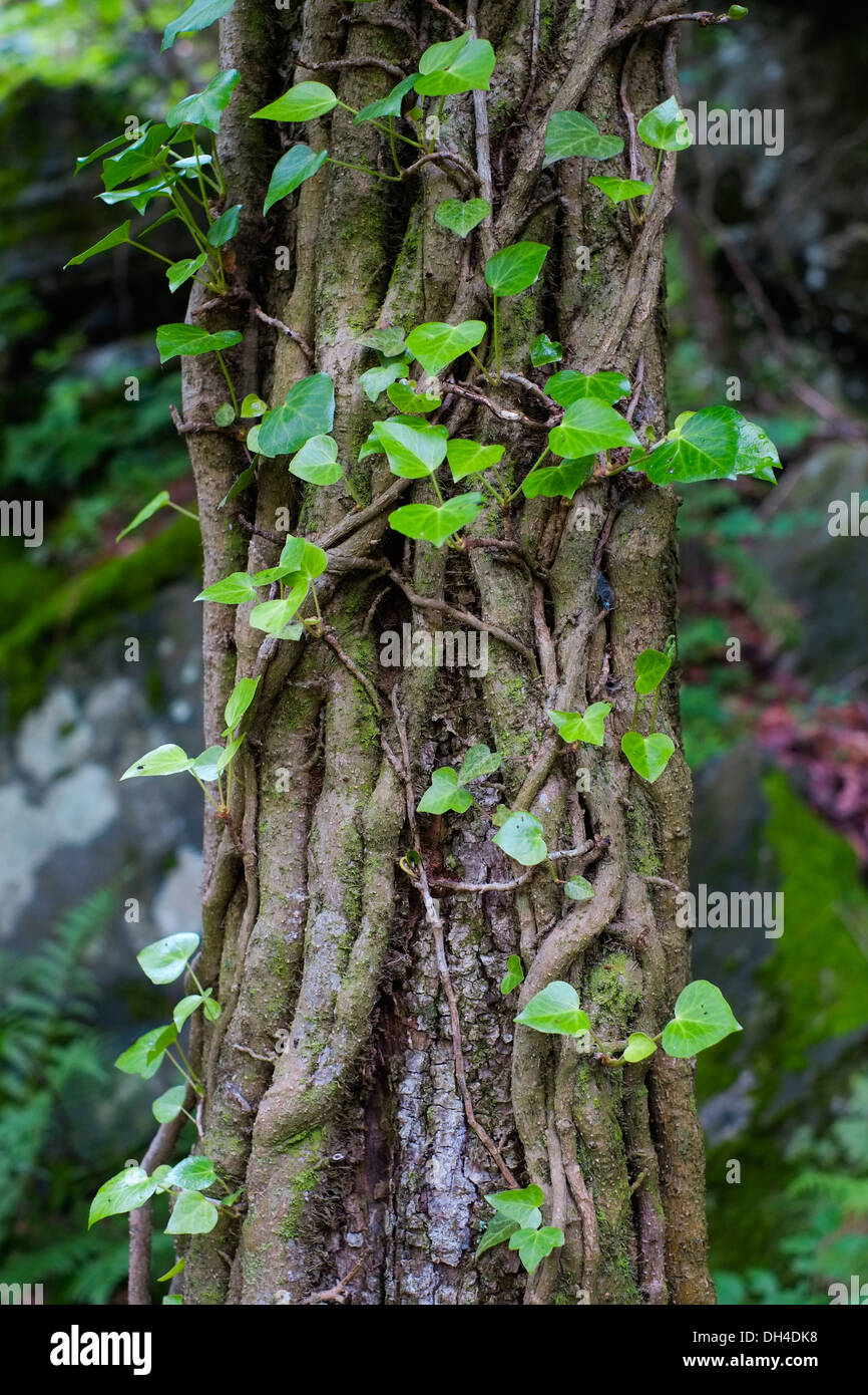 Ivy tree trunk hi-res stock photography and images - Alamy