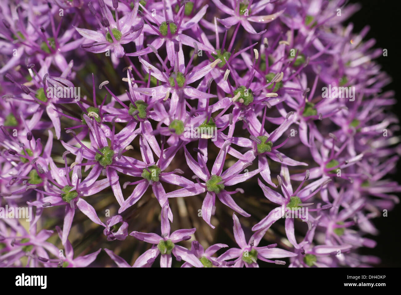 Giant leek hi-res stock photography and images - Alamy