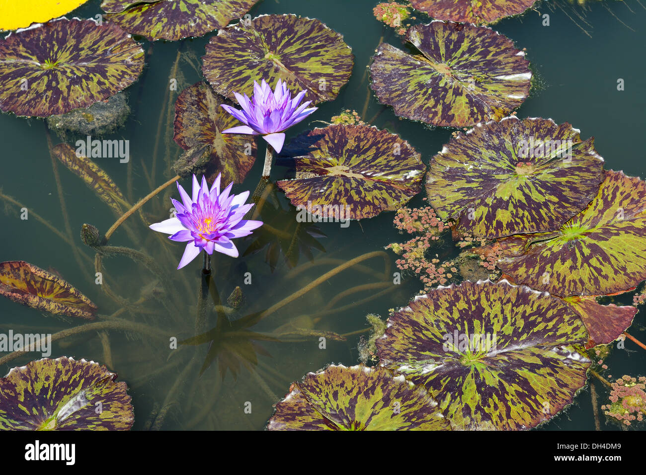 Lilies of the field hi-res stock photography and images - Alamy