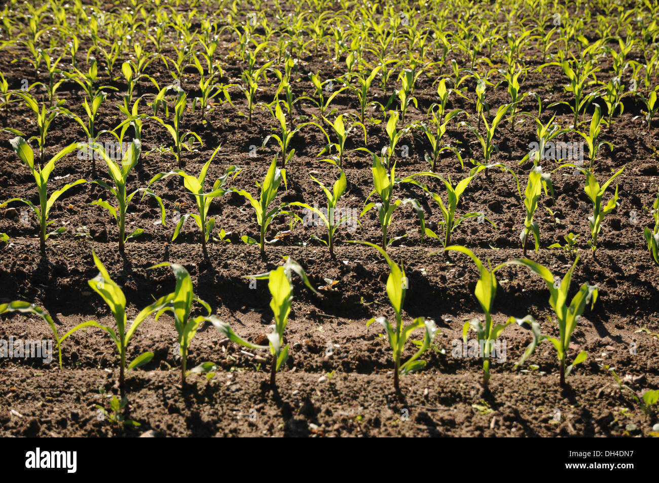 Maize seedling corn seedlings hi-res stock photography and images - Alamy