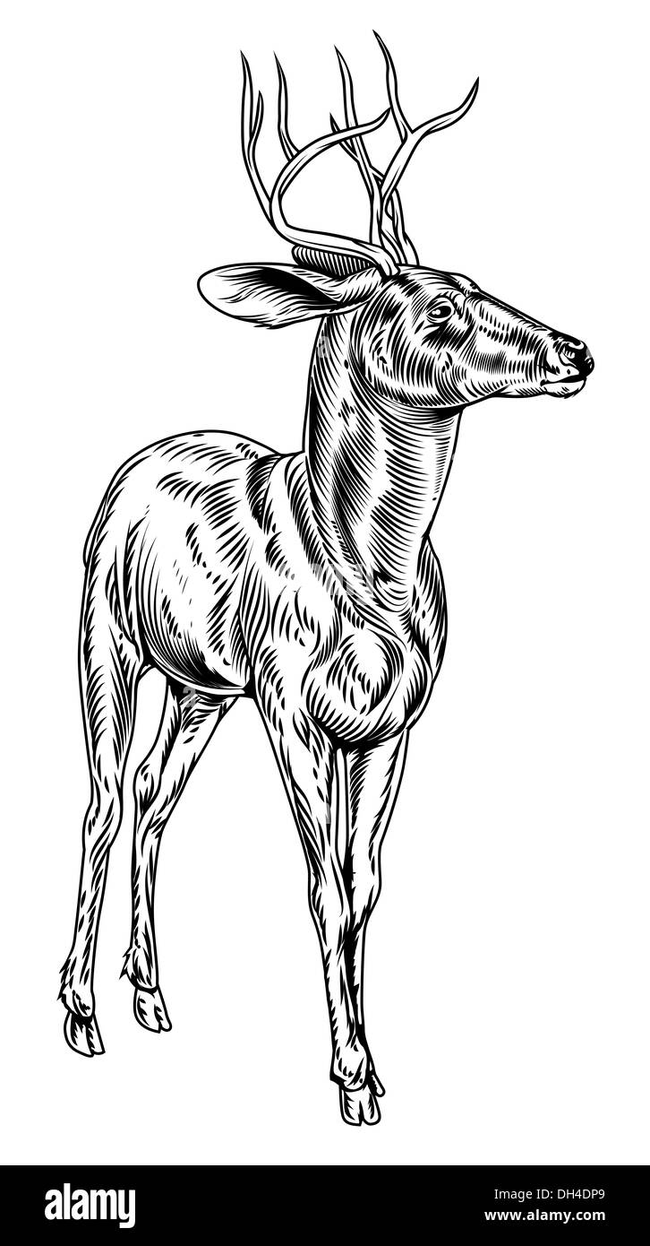 Vintage style woodcut deer illustration hi-res stock photography and ...
