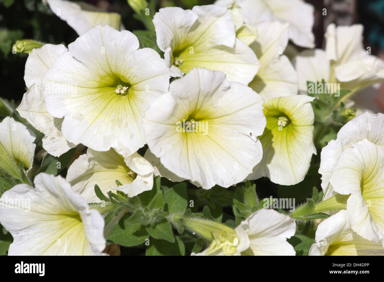 Yellow petunias hi-res stock photography and images - Alamy
