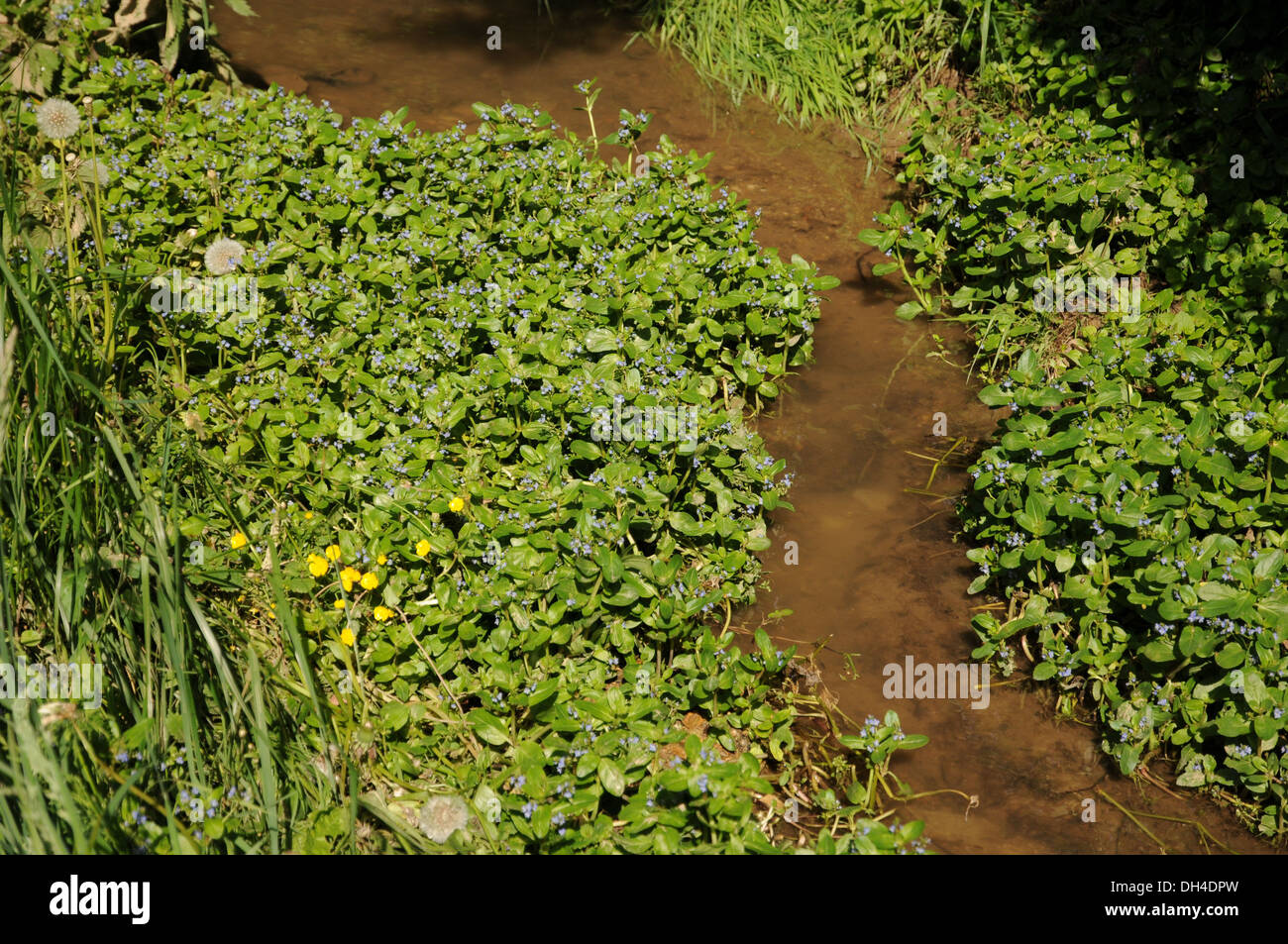 Salat water hi-res stock photography and images - Alamy