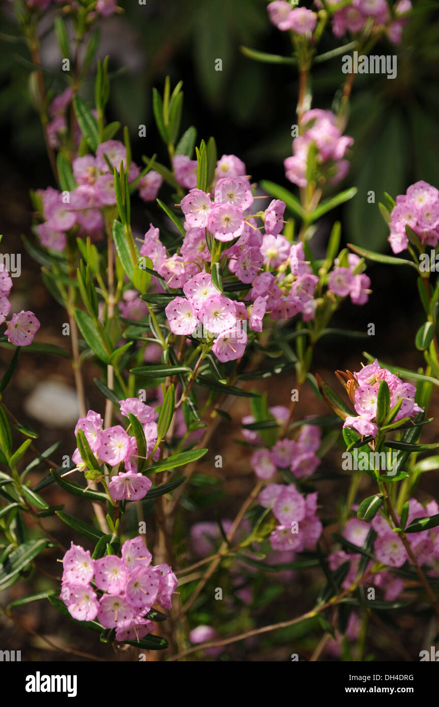 Kalmien hi-res stock photography and images - Alamy