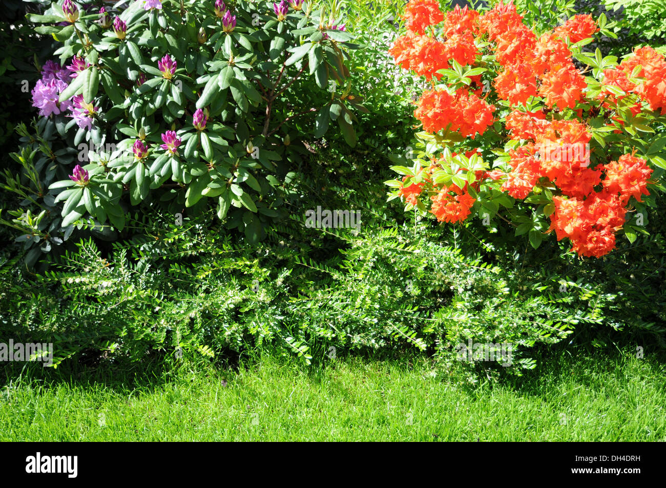 Boxleaf hi-res stock photography and images - Alamy