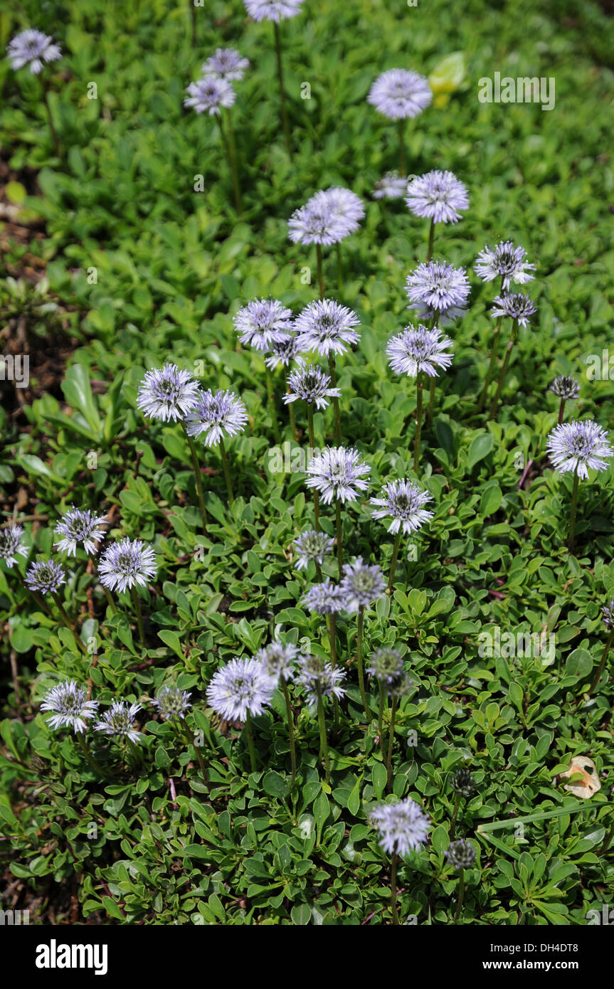 Globularia bellidifolia hi-res stock photography and images - Alamy