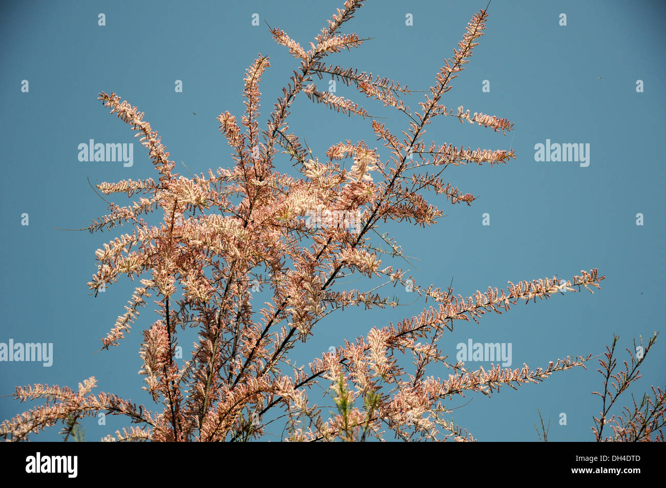 Tamarisk Shrub High Resolution Stock Photography and Images - Alamy