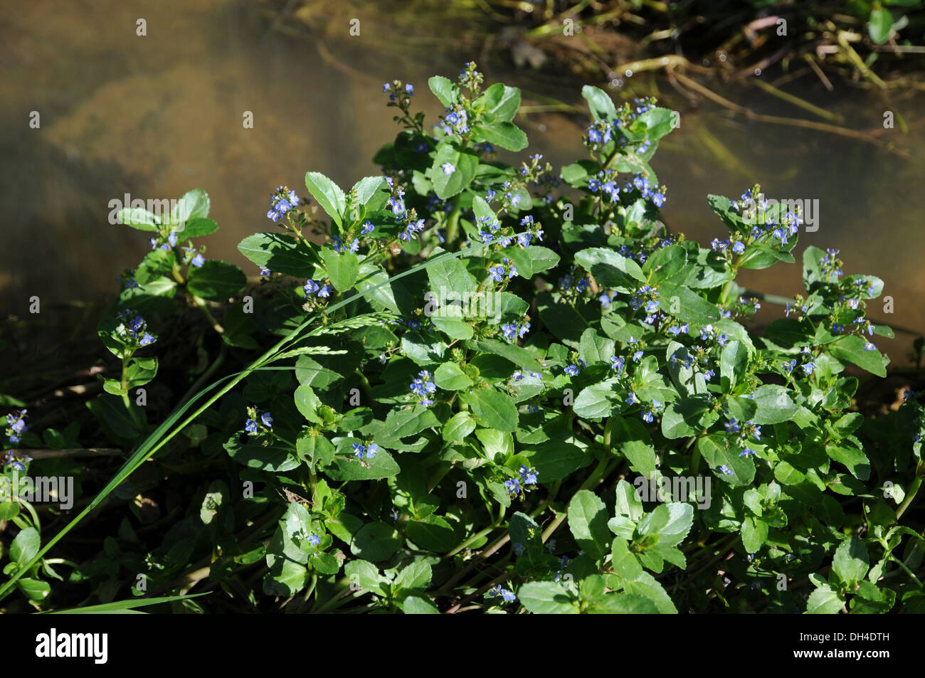 Water speedwell hi-res stock photography and images - Alamy