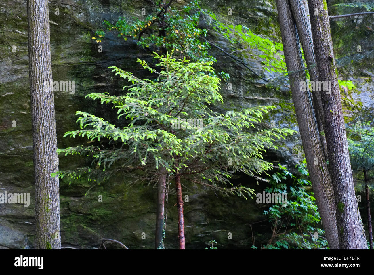 Premia piedmont hi-res stock photography and images - Alamy