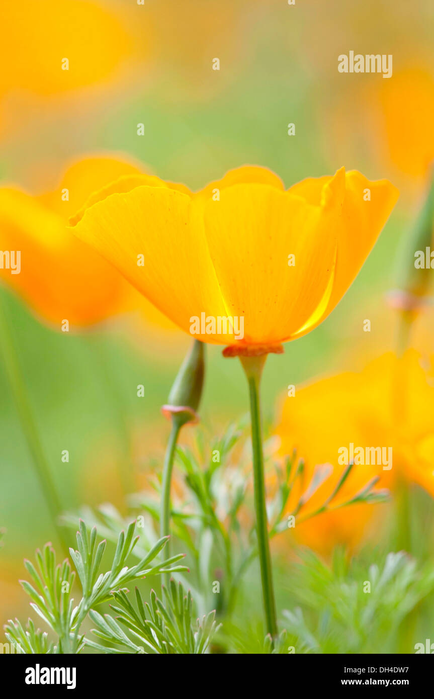 Californian poppy, Eschscholzia californica Stock Photo - Alamy
