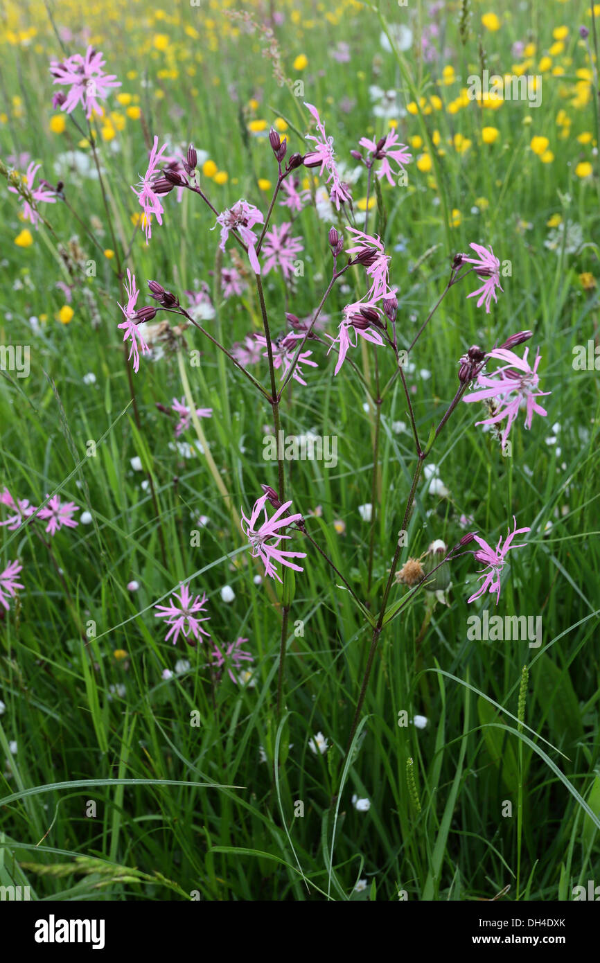 Ragged Robin, Lychnis flos-cuculi Stock Photo - Alamy