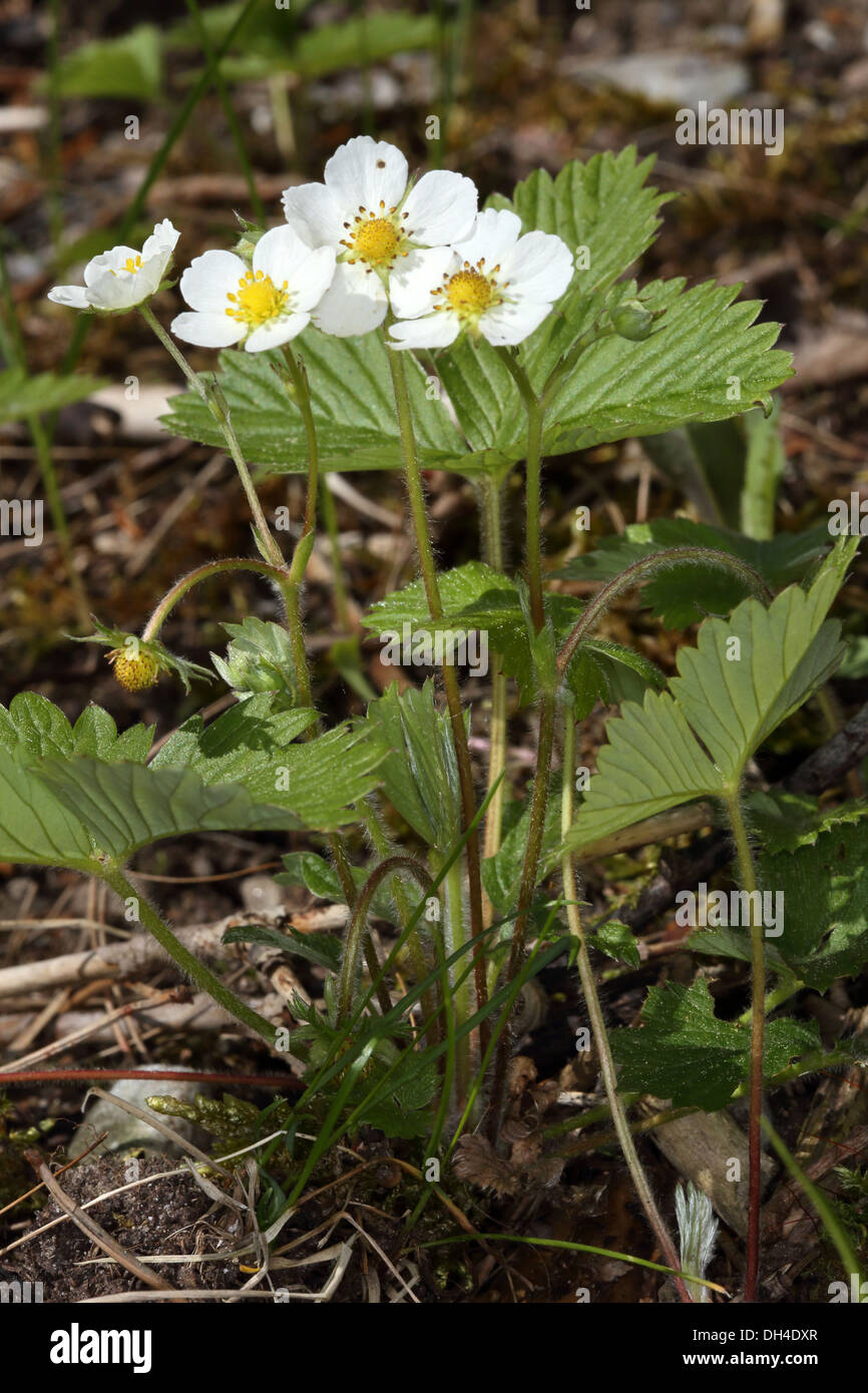Musk strawberry, Fragaria moschata Stock Photo - Alamy