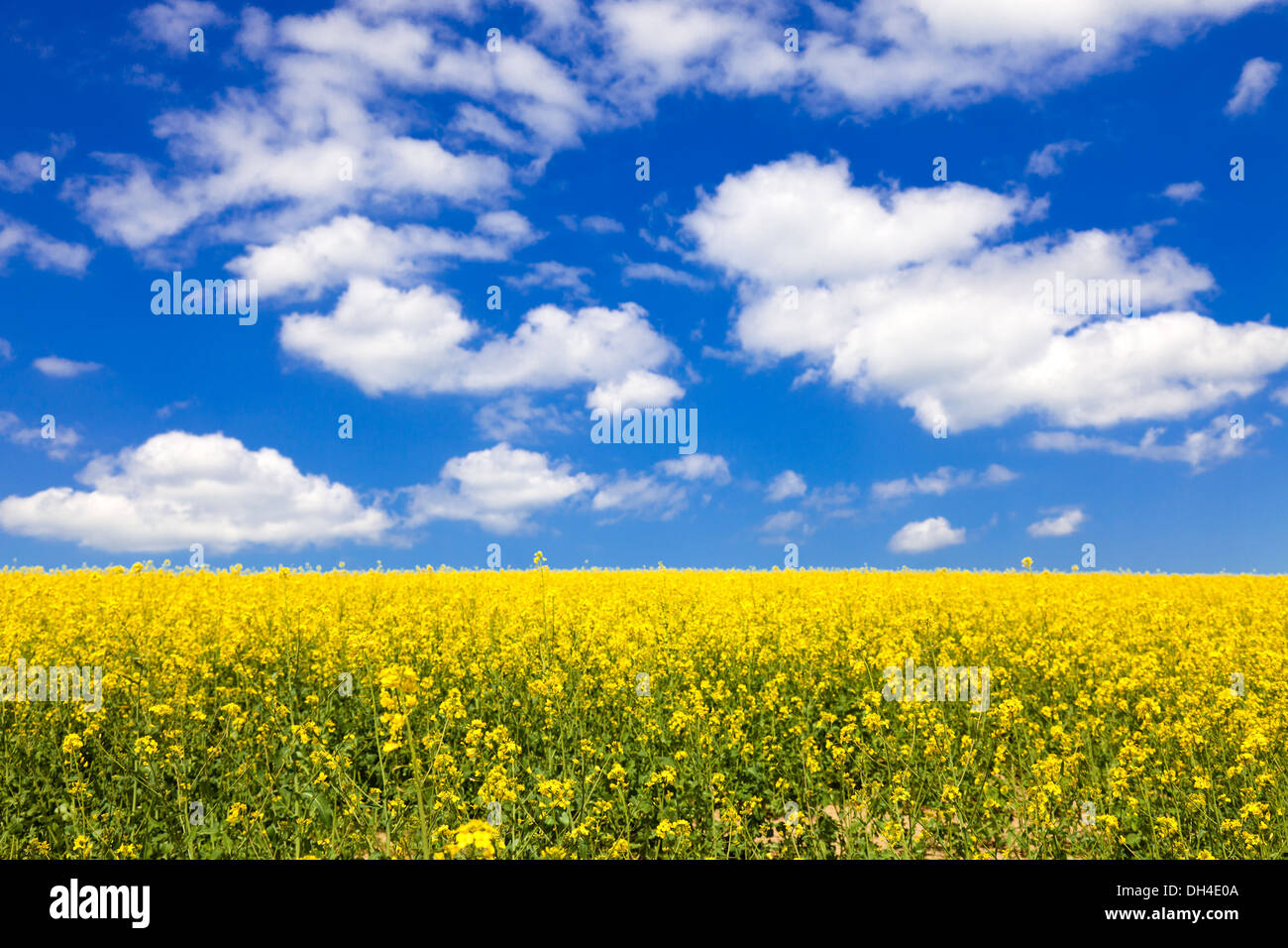Flowering canola or rapeseed field Stock Photo - Alamy