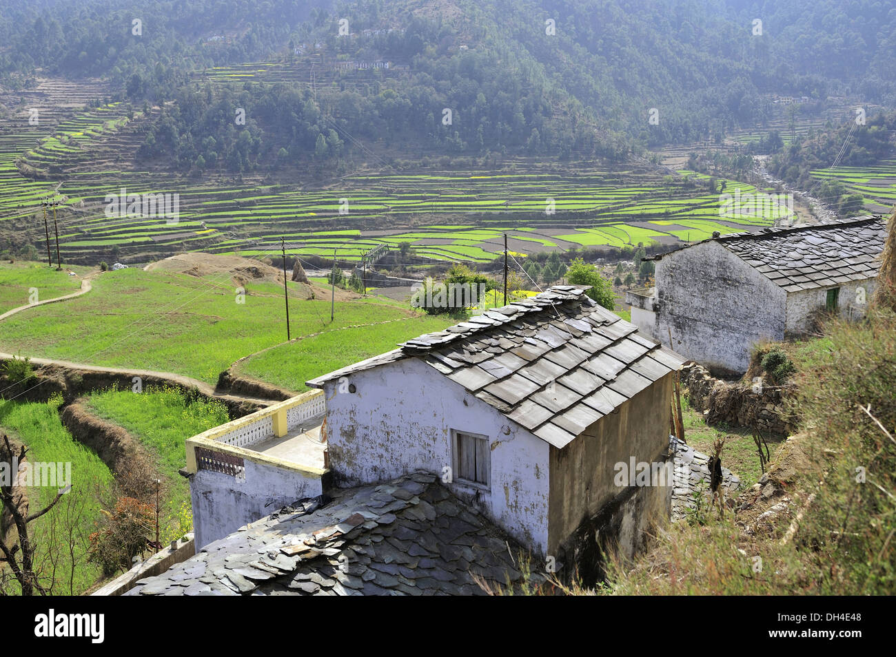 Terrace farming and old slate roof house kausani uttarakhand India Asia ...