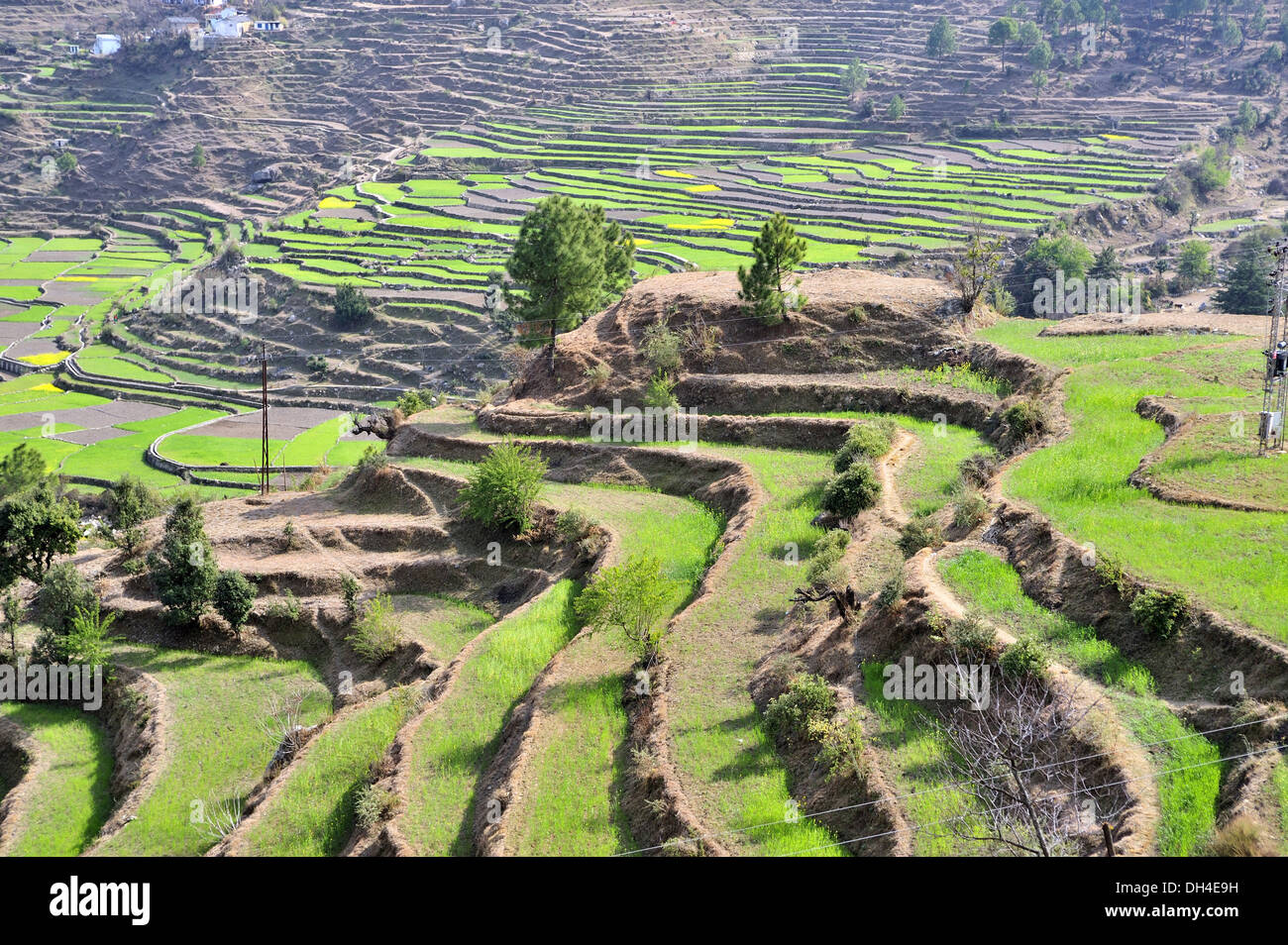 Terrace Farming In India Cultivation Types Benefits - vrogue.co Terrace Farming In India Cultivation Types Benefits - vrogue.co