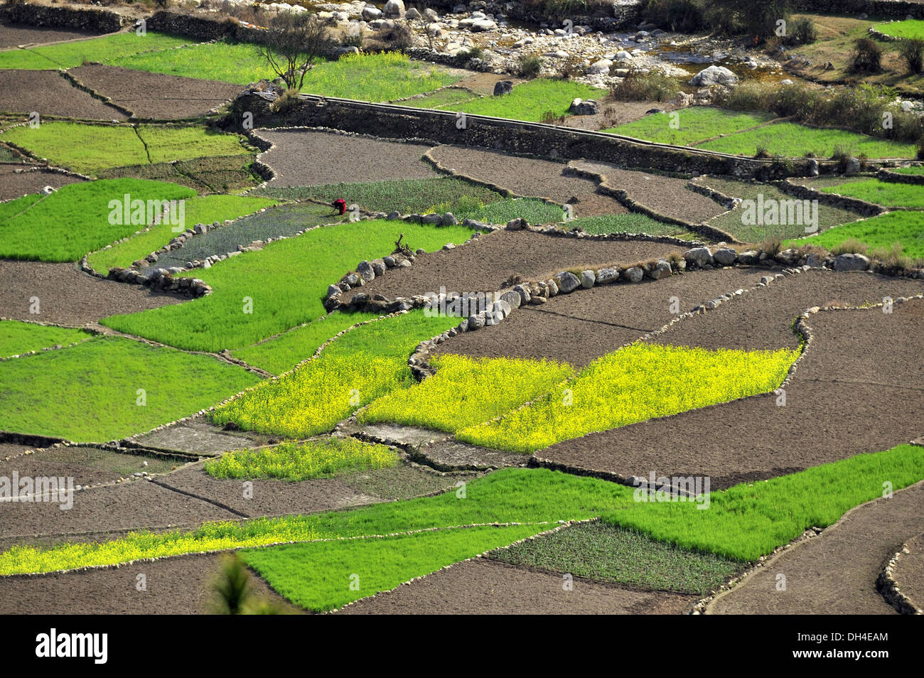 Wheat terrace farms at kausani bageshwar uttarakhand India Asia Stock ...