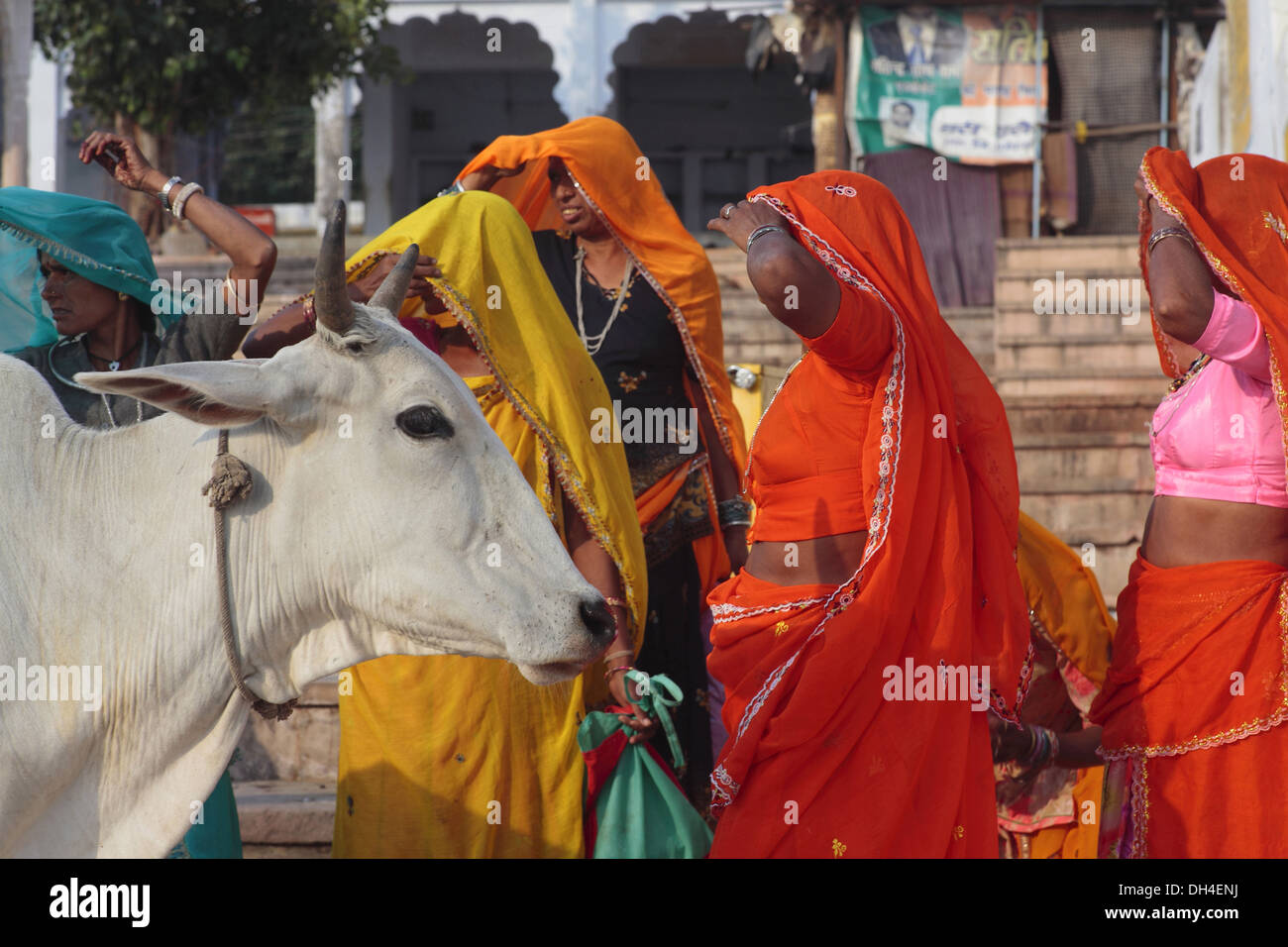 cow and women Pushkar Rajasthan India Stock Photo - Alamy