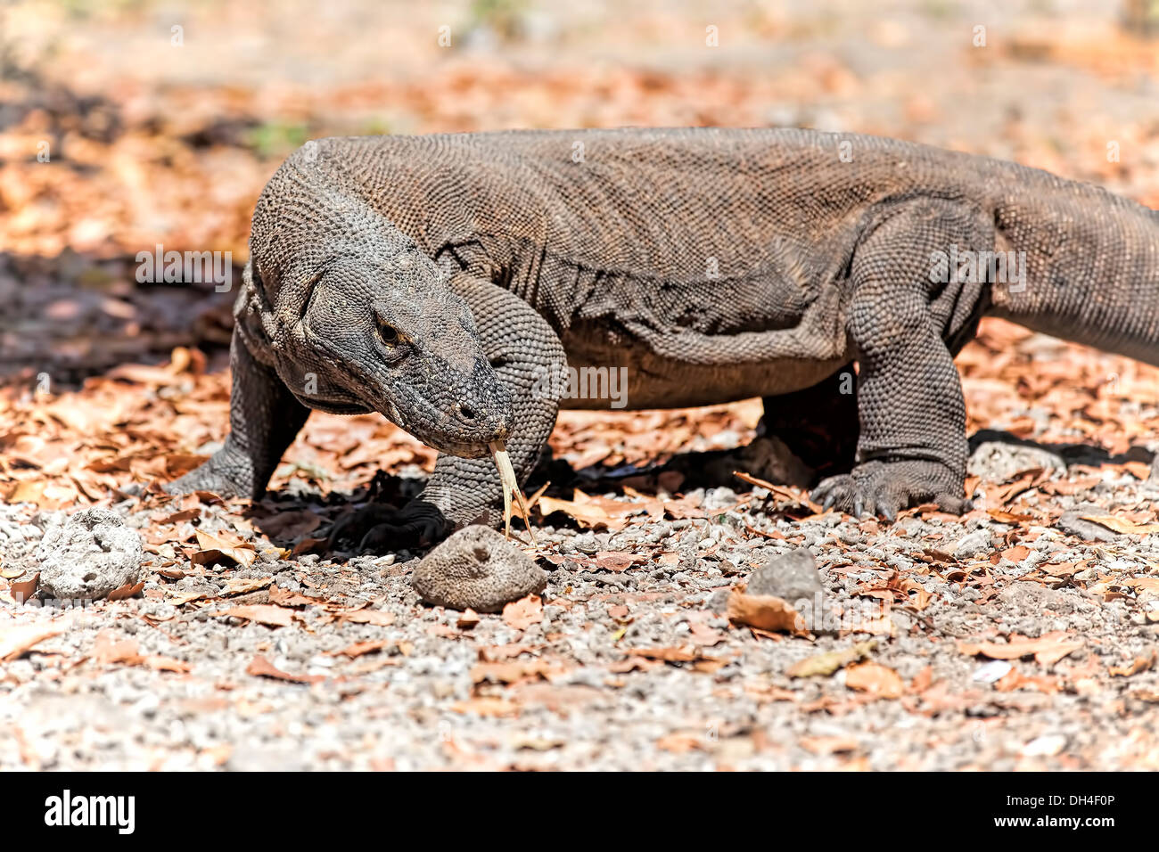 Dragon predator hi-res stock photography and images - Alamy