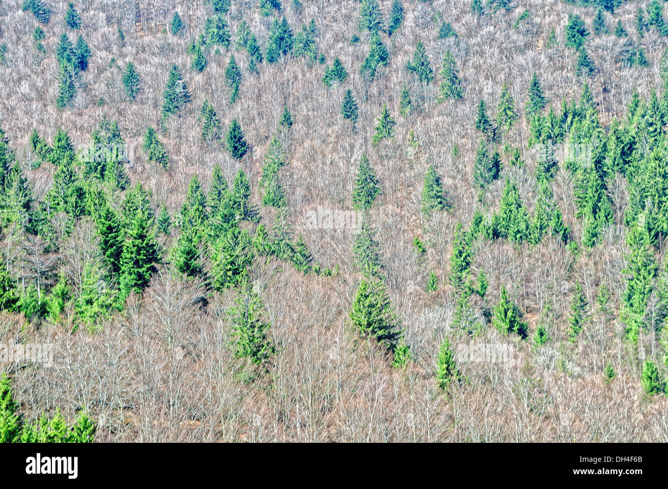 Spring time in the forest Stock Photo - Alamy
